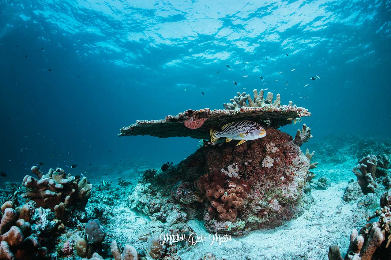 A Local’s Guide to Sipadan Island: History, People, and Must-See Dive ...