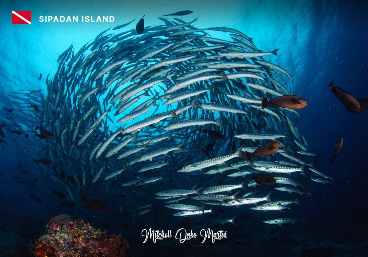 Dive Sipadan with Seaventures - Best Diving in Malaysia