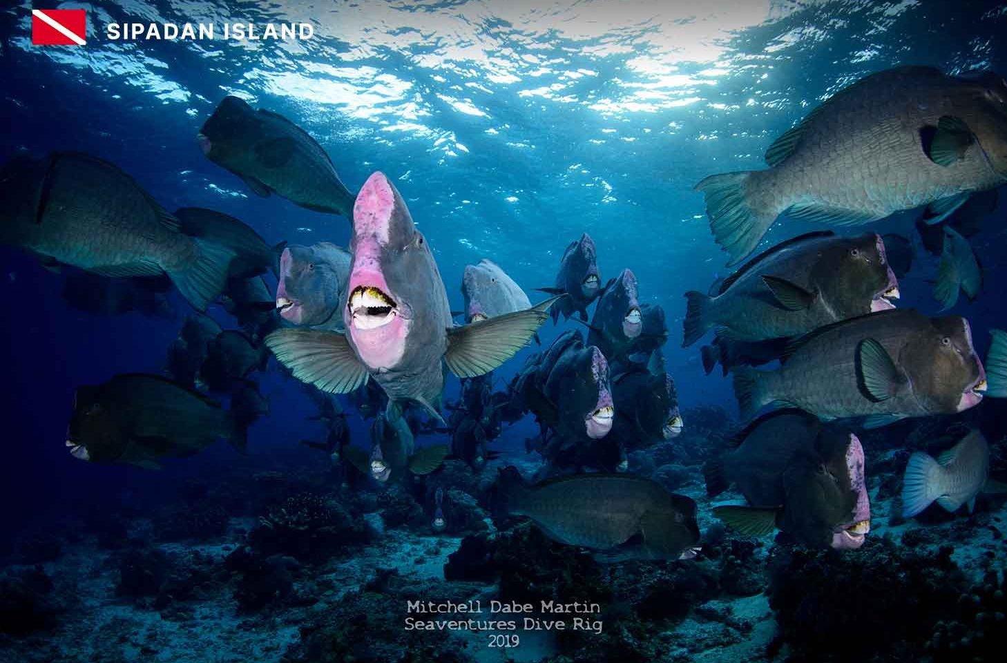 Diving in Sabah - Dive Sipadan