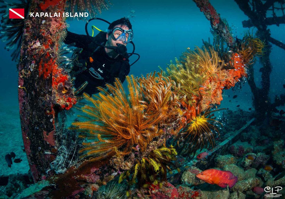 Dive Sipadan with Seaventures - Best Diving in Malaysia